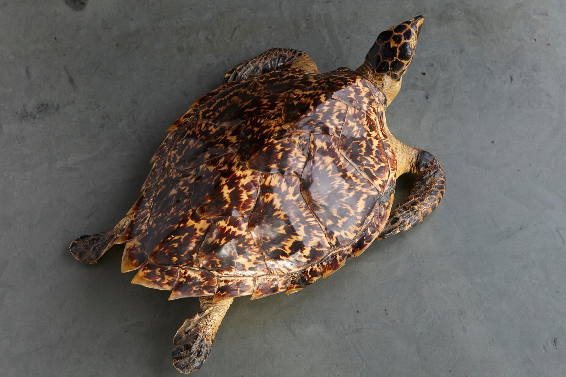 Authentic Large Hawksbill Sea Turtle For Sale at 1stDibs