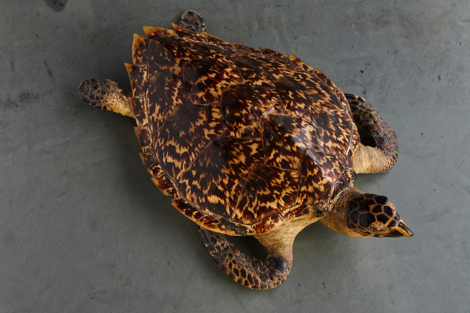 Authentic Large Hawksbill Sea Turtle For Sale at 1stDibs