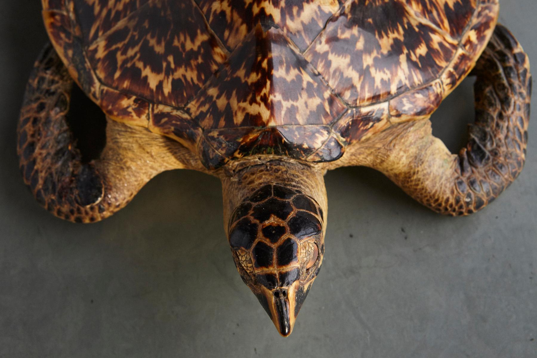 Authentic Large Hawksbill Sea Turtle For Sale at 1stDibs