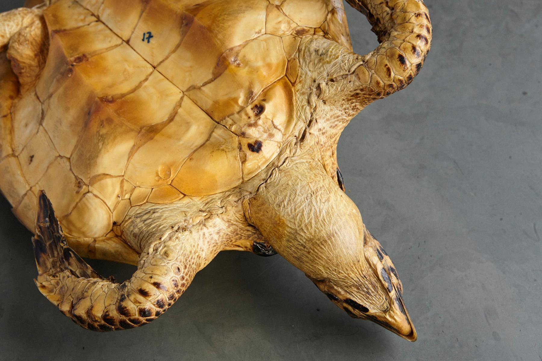Authentic Large Hawksbill Sea Turtle For Sale at 1stDibs
