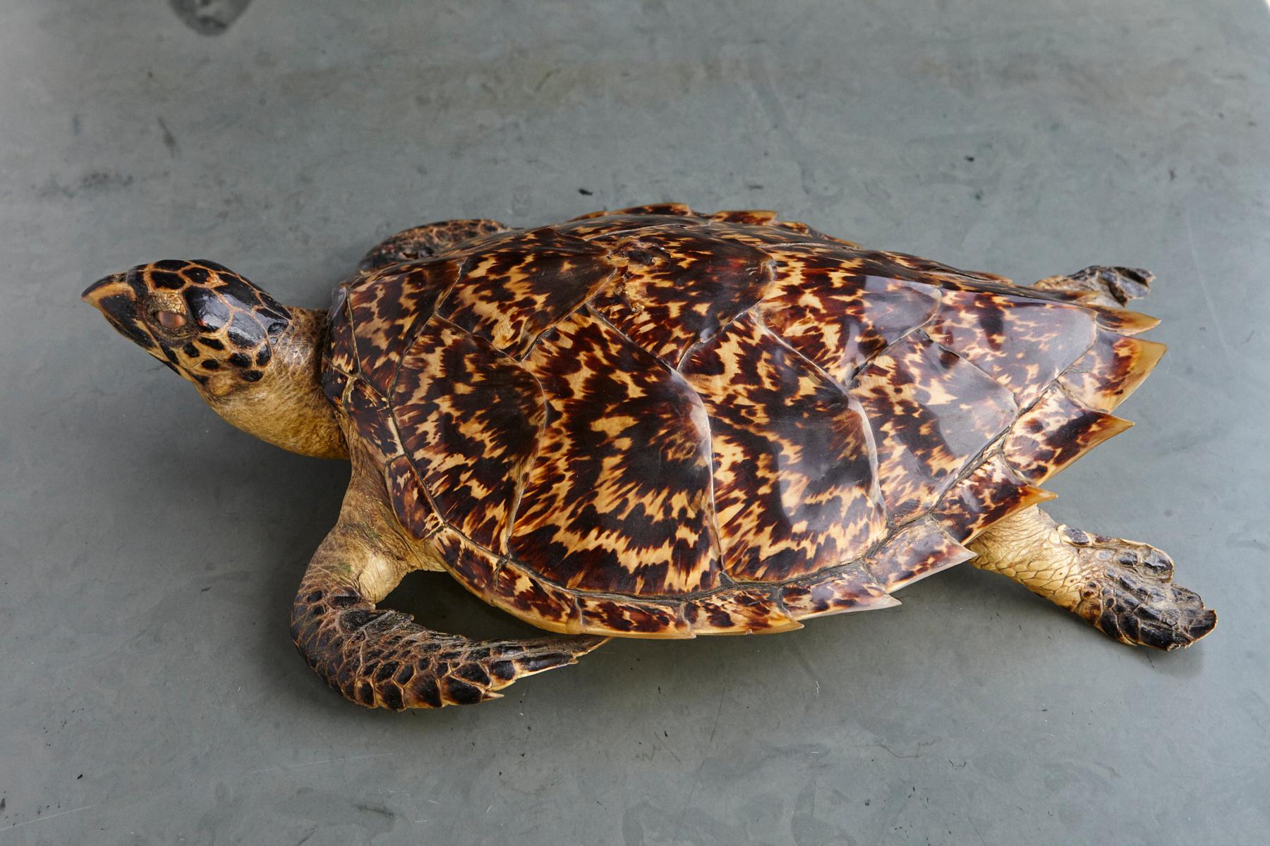 Authentic Large Hawksbill Sea Turtle For Sale at 1stDibs