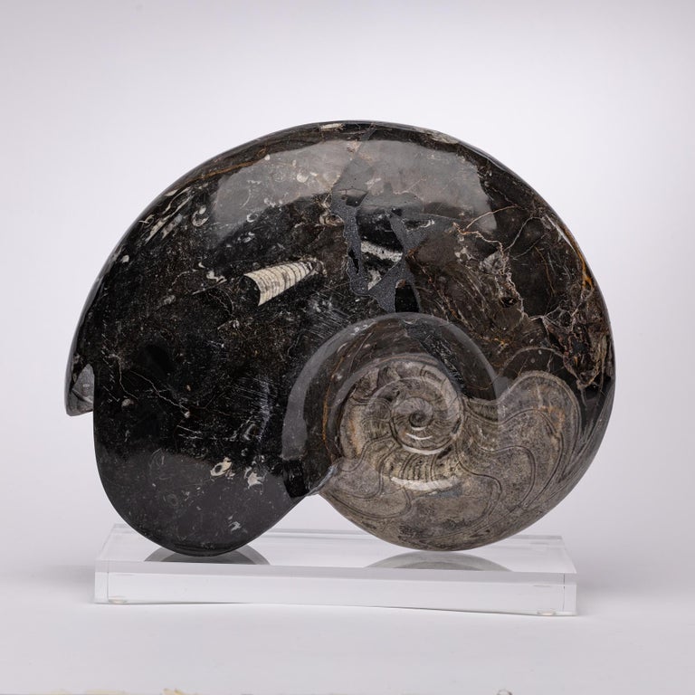 Authentic Moroccan Ammonite Fossil on Acrylic Base, Devonian Period at ...