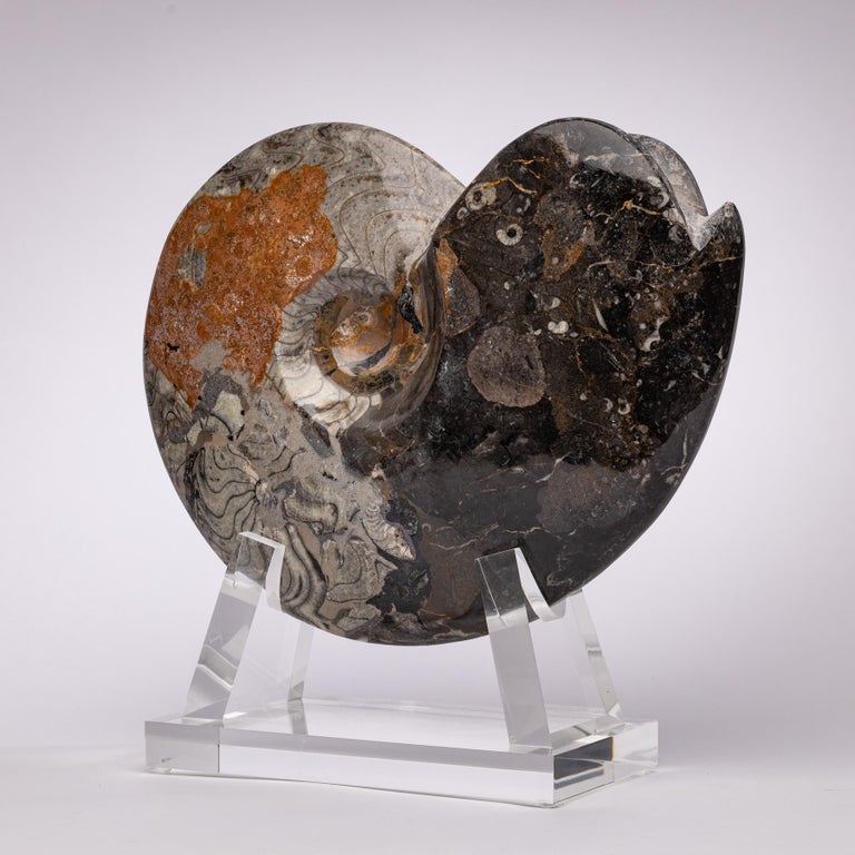 Authentic Moroccan Ammonite Fossil on Acrylic Base, Devonian Period at ...