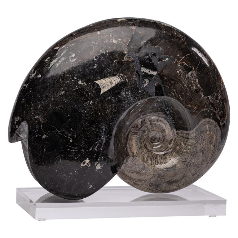 Authentic Moroccan Ammonite Fossil on Acrylic Base, Devonian Period at ...