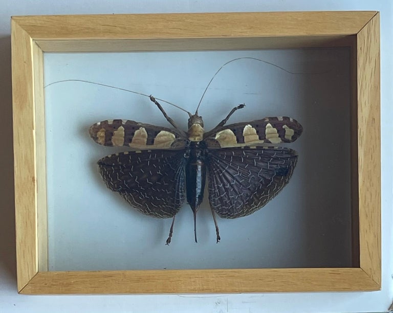 Authentic "Sanna Intermedia" Butterfly Taxidermy Sculpture at 1stDibs