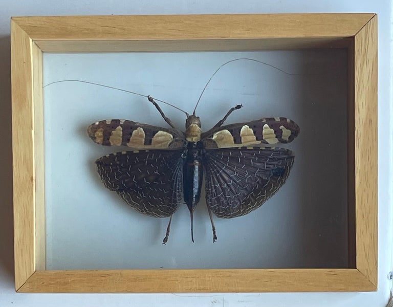 Authentic "Sanna Intermedia" Butterfly Taxidermy Sculpture at 1stDibs