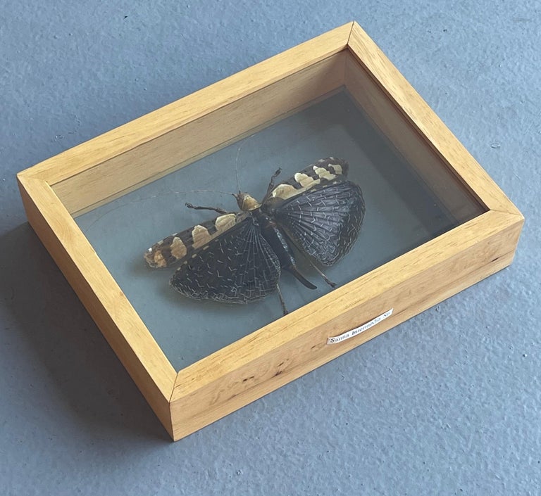 Authentic "Sanna Intermedia" Butterfly Taxidermy Sculpture at 1stDibs