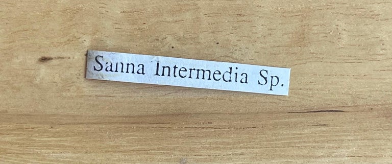Authentic "Sanna Intermedia" Butterfly Taxidermy Sculpture at 1stDibs