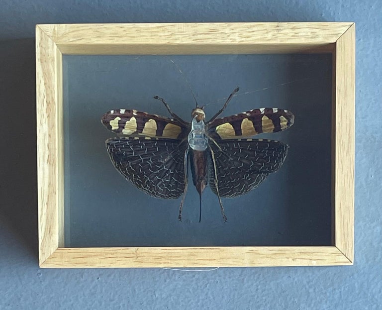 Authentic "Sanna Intermedia" Butterfly Taxidermy Sculpture at 1stDibs
