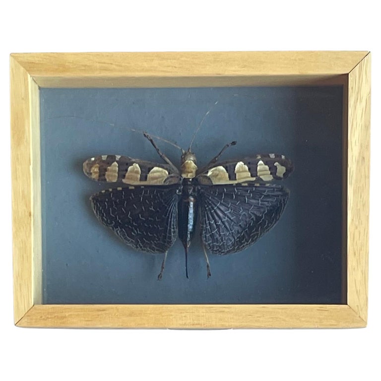 Authentic "Sanna Intermedia" Butterfly Taxidermy Sculpture at 1stDibs