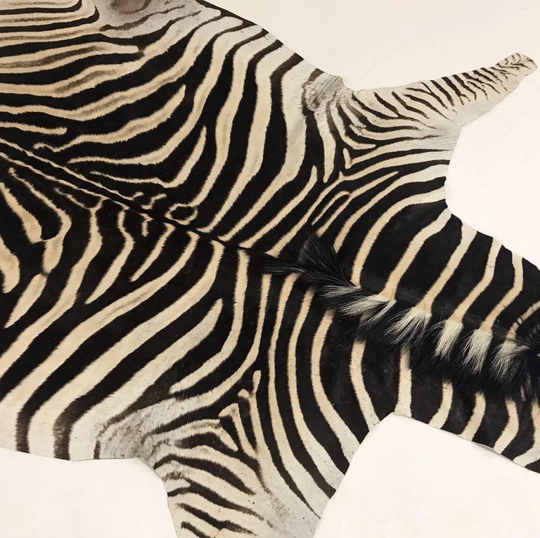 Authentic Zebra Hide Rug at 1stDibs