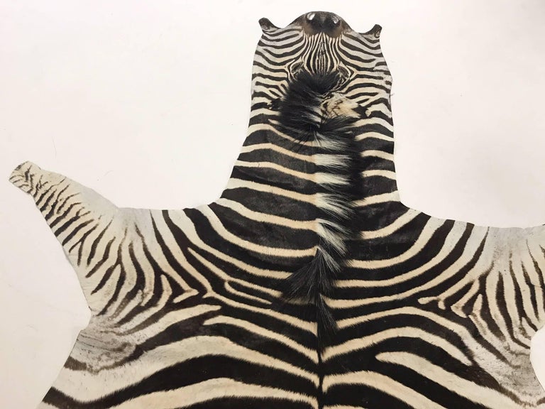 Authentic Zebra Hide Rug at 1stDibs