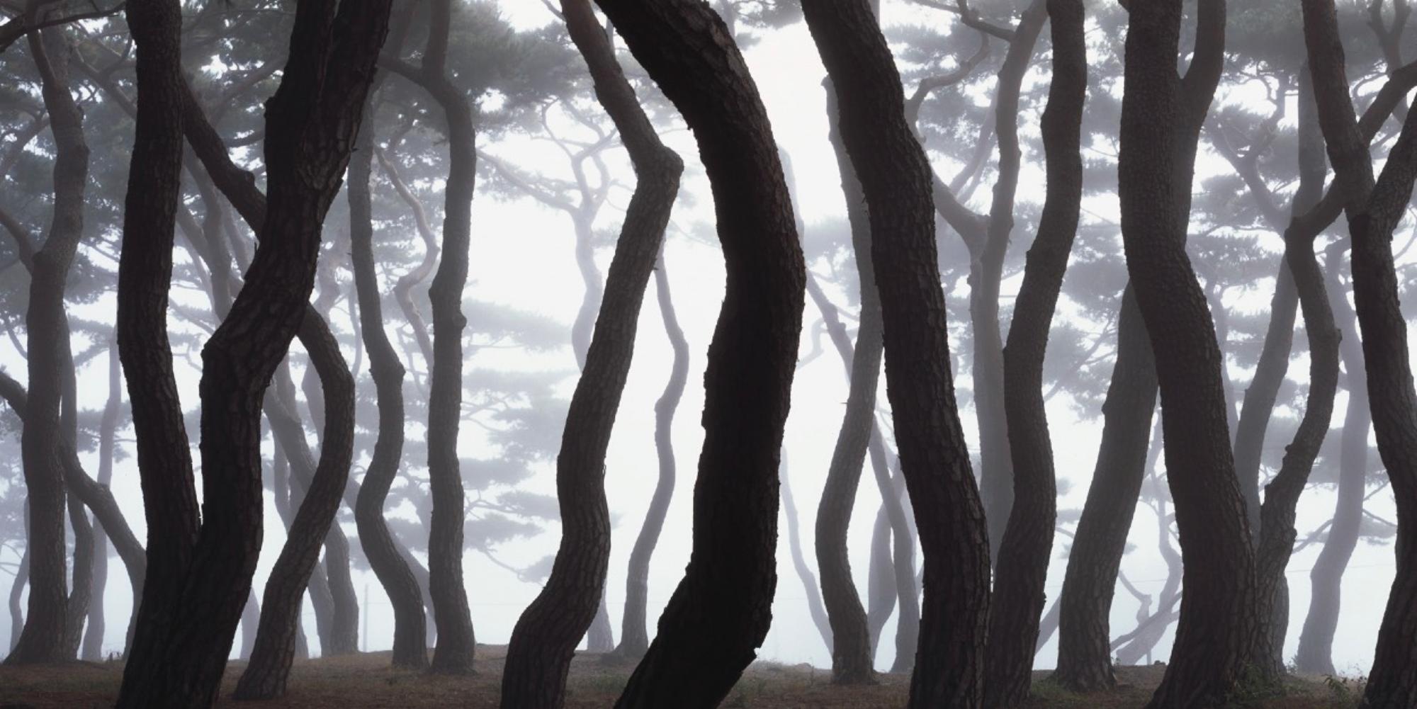 Bae Bien-u - TBD-C2, 2022 – Bien-U BAE, Photography, Landscape, Nature, Tree, Forrest, Light For ...