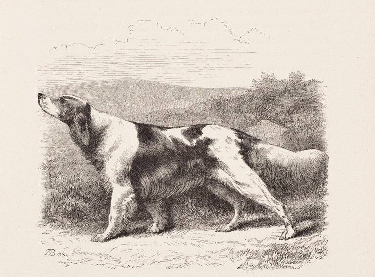 Baker - The English Setter For Sale at 1stDibs