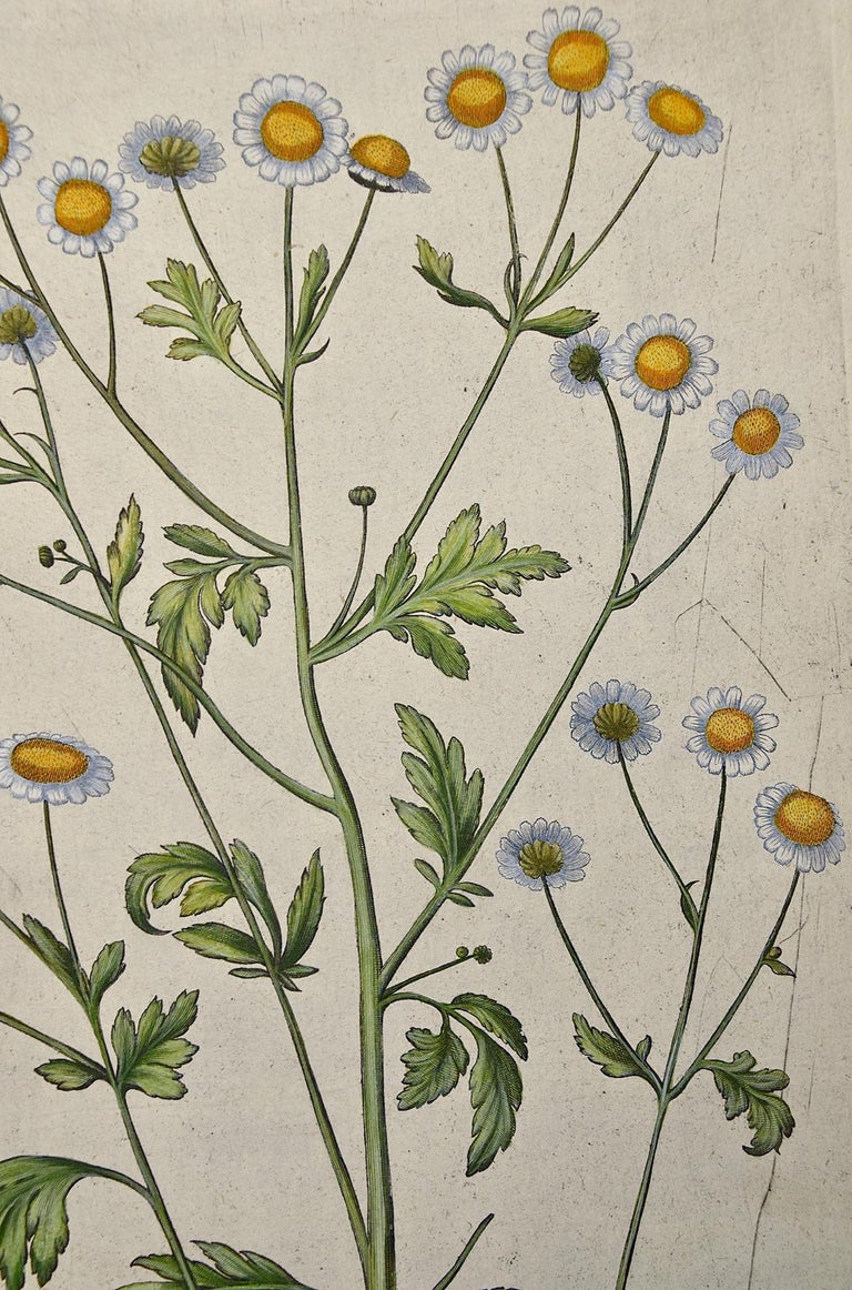 Basilius Besler - Flowering Feverfew Plants: A 17th C. Besler Hand ...