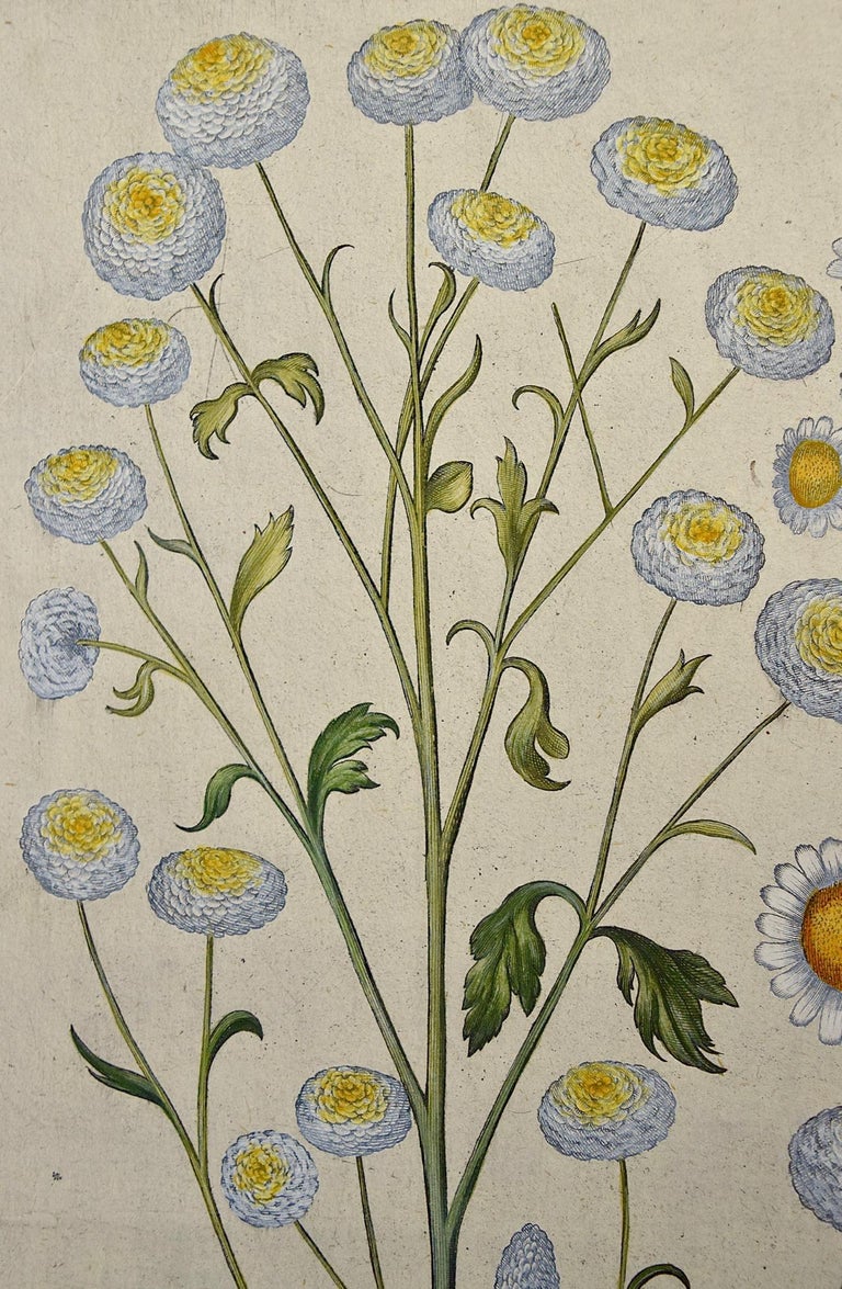 Basilius Besler - Flowering Feverfew Plants: A 17th C. Besler Hand ...
