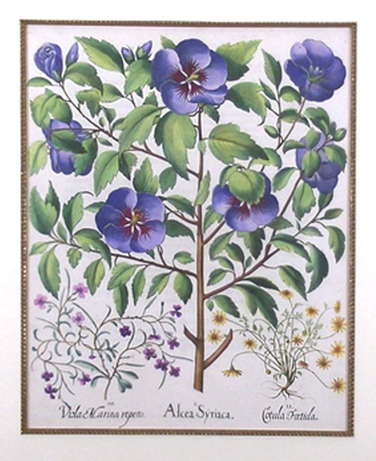Basilius Besler - Alcea Syriaca (Hollyhocks) For Sale at 1stDibs