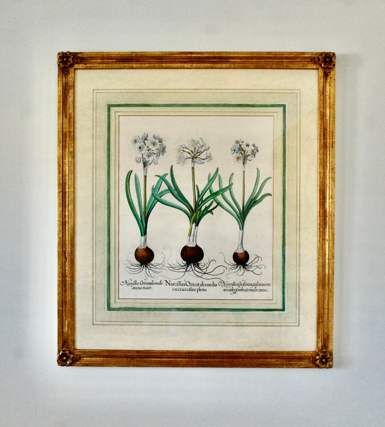 Basilius Besler - Basilius Besler Engraving Hand Colored For Sale at ...