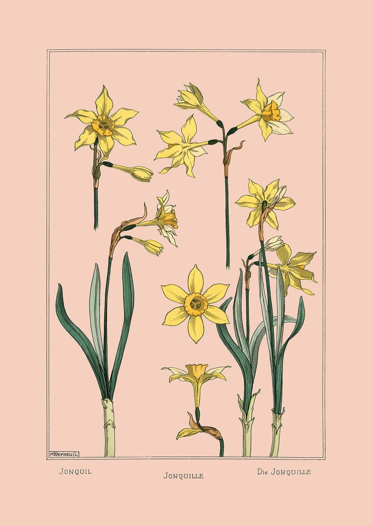 Beautiful Botanical Drawing Photo Print, "Daffodil" For Sale at 1stDibs