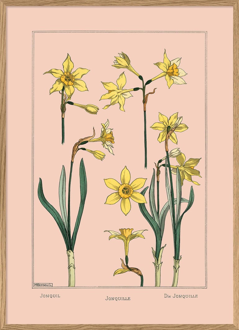 Beautiful Botanical Drawing Photo Print, "Daffodil" For Sale at 1stDibs