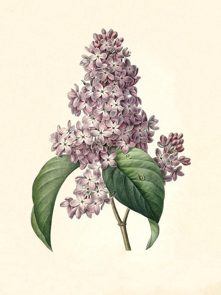 Beautiful Botanical Drawing Photo Print, "Syringa Vulgaris" For Sale at ...