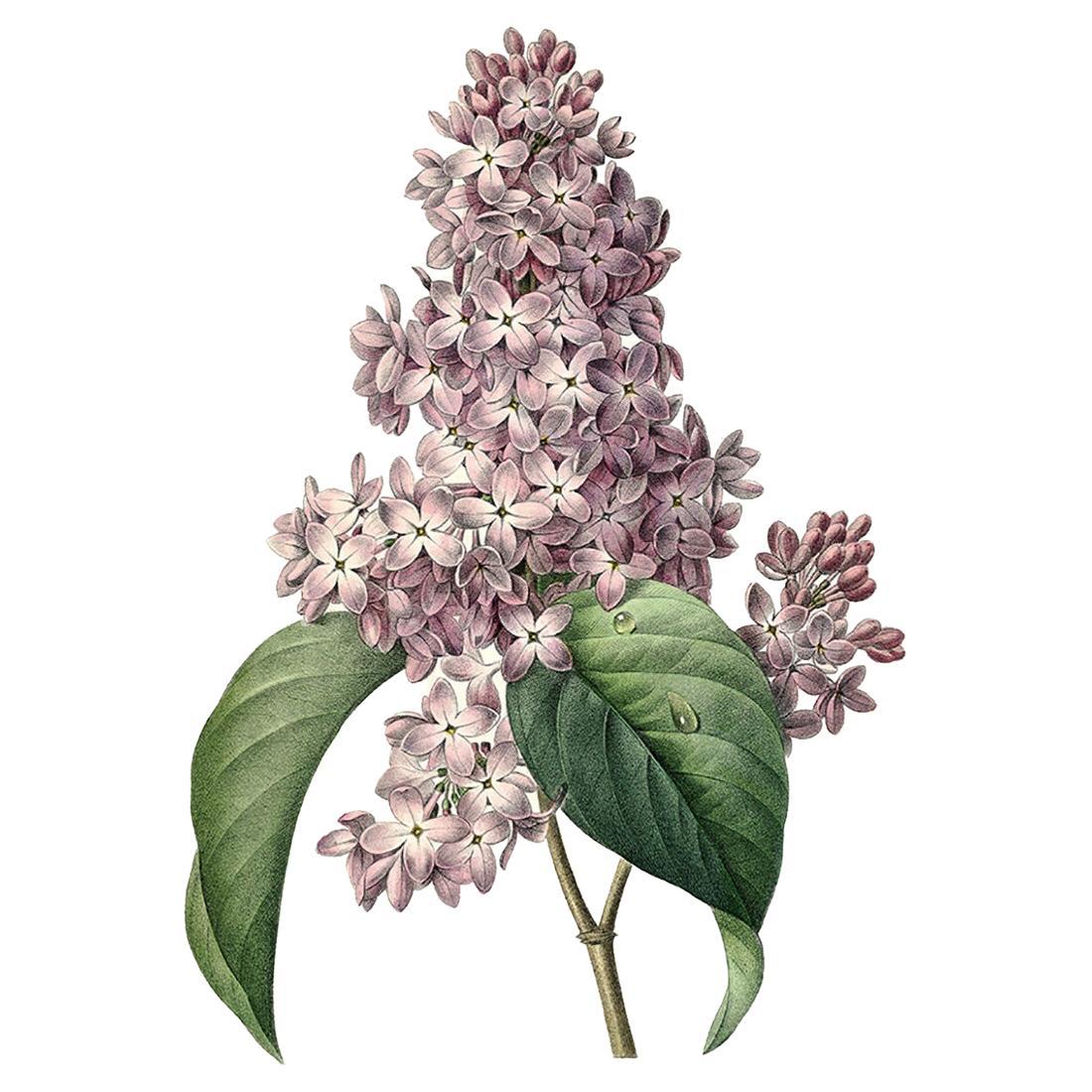 Beautiful Botanical Drawing Photo Print, "Syringa Vulgaris" For Sale at ...