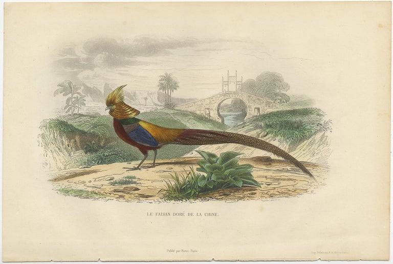 Beautiful Decorative Hand-Colored Print of a Golden Pheasant from China ...