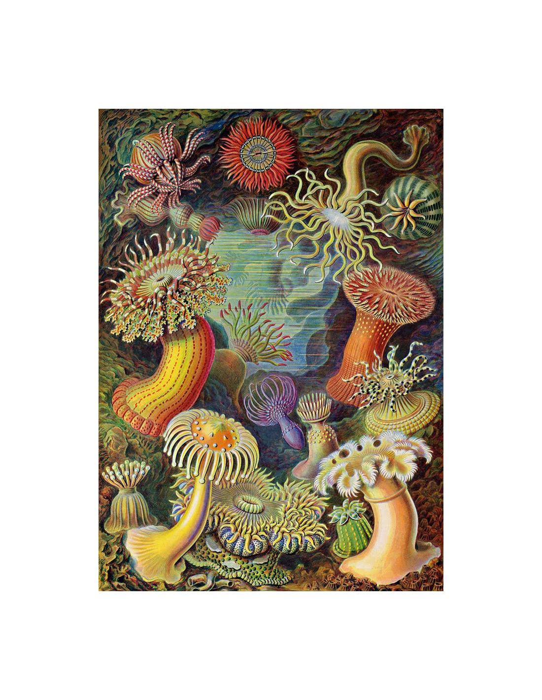 Beautiful Drawing Print of "Actiniae" For Sale at 1stDibs