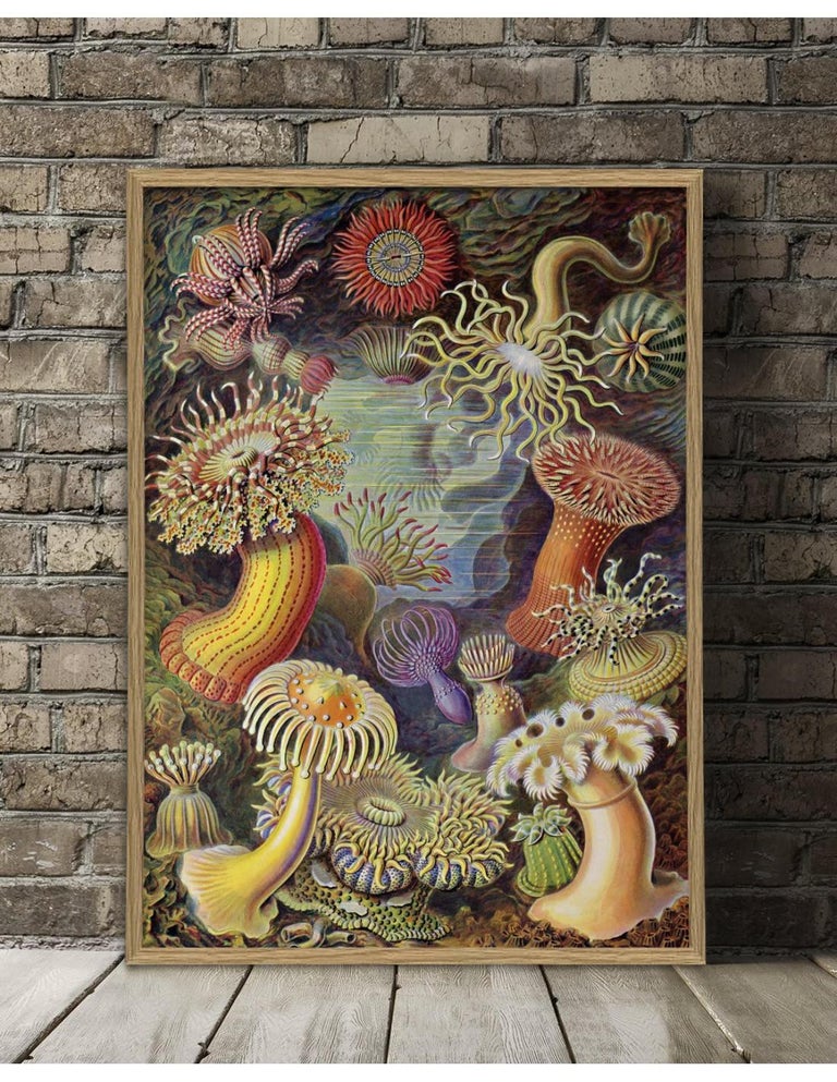 Beautiful Drawing Print of "Actiniae" For Sale at 1stDibs