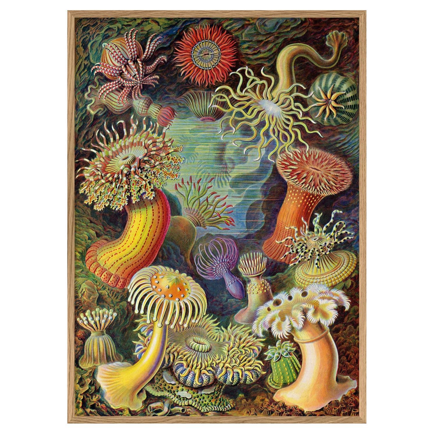 Beautiful Drawing Print of "Actiniae" For Sale at 1stDibs