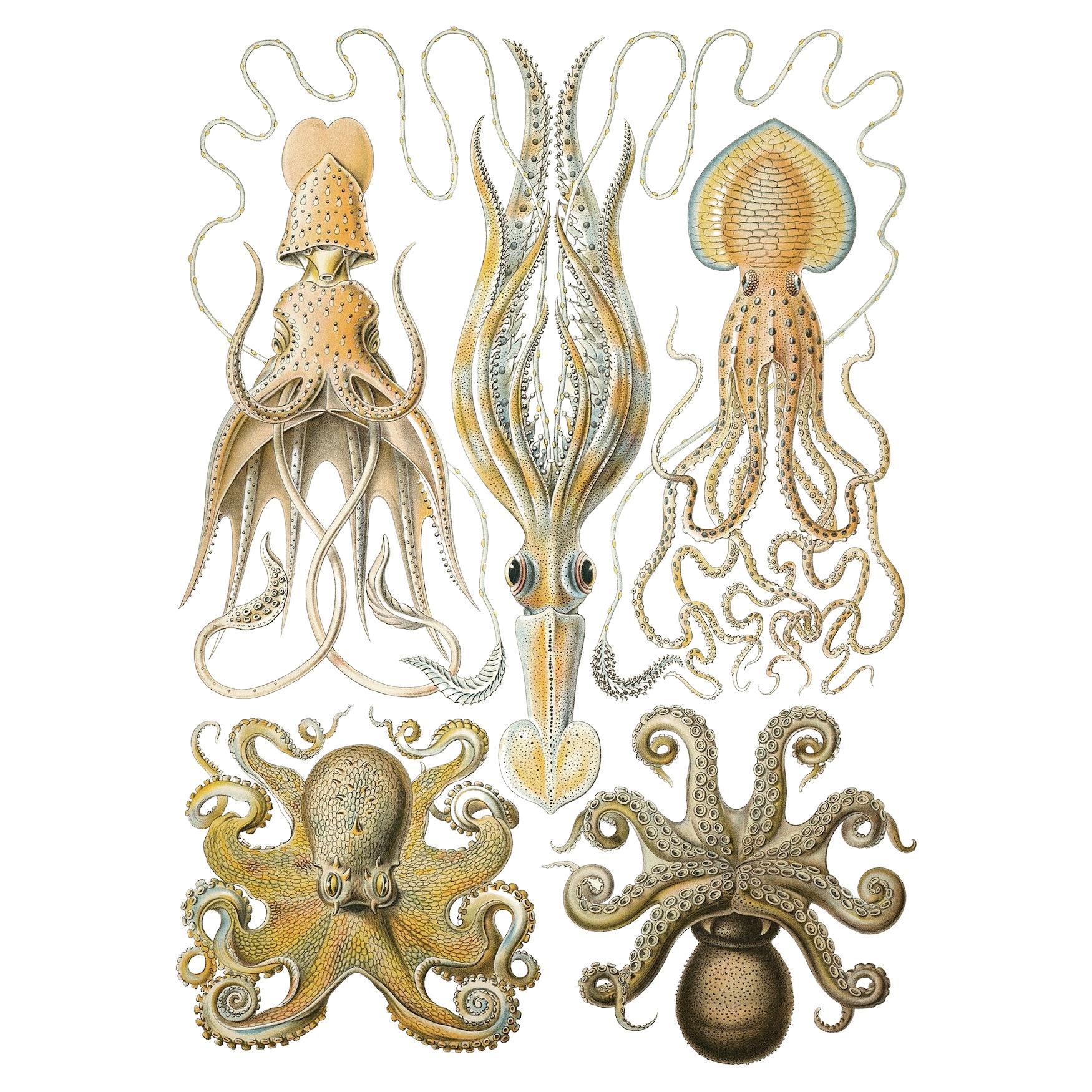 Beautiful Drawing Print of "Gamochonia" For Sale at 1stDibs