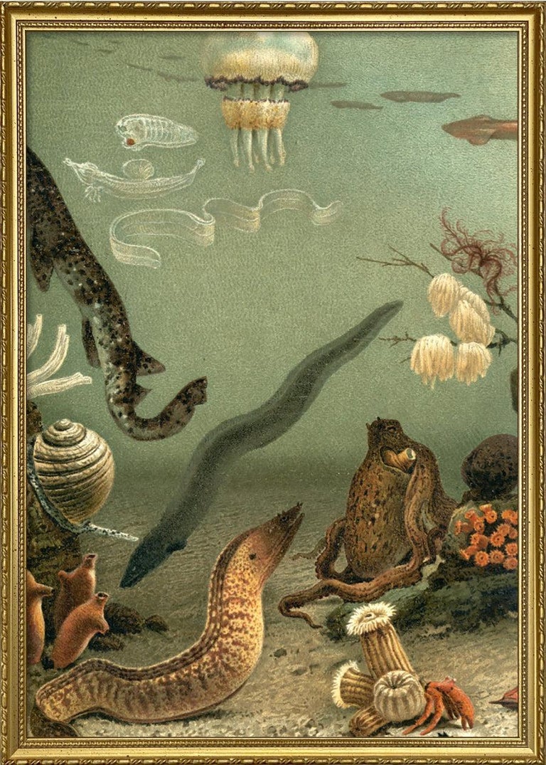 Beautiful Framed Drawing Print of "Aquarium Left Side" For Sale at 1stDibs