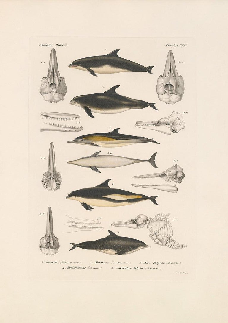 Beautiful Framed Drawing Print of "Pattedyr XVII" For Sale at 1stDibs