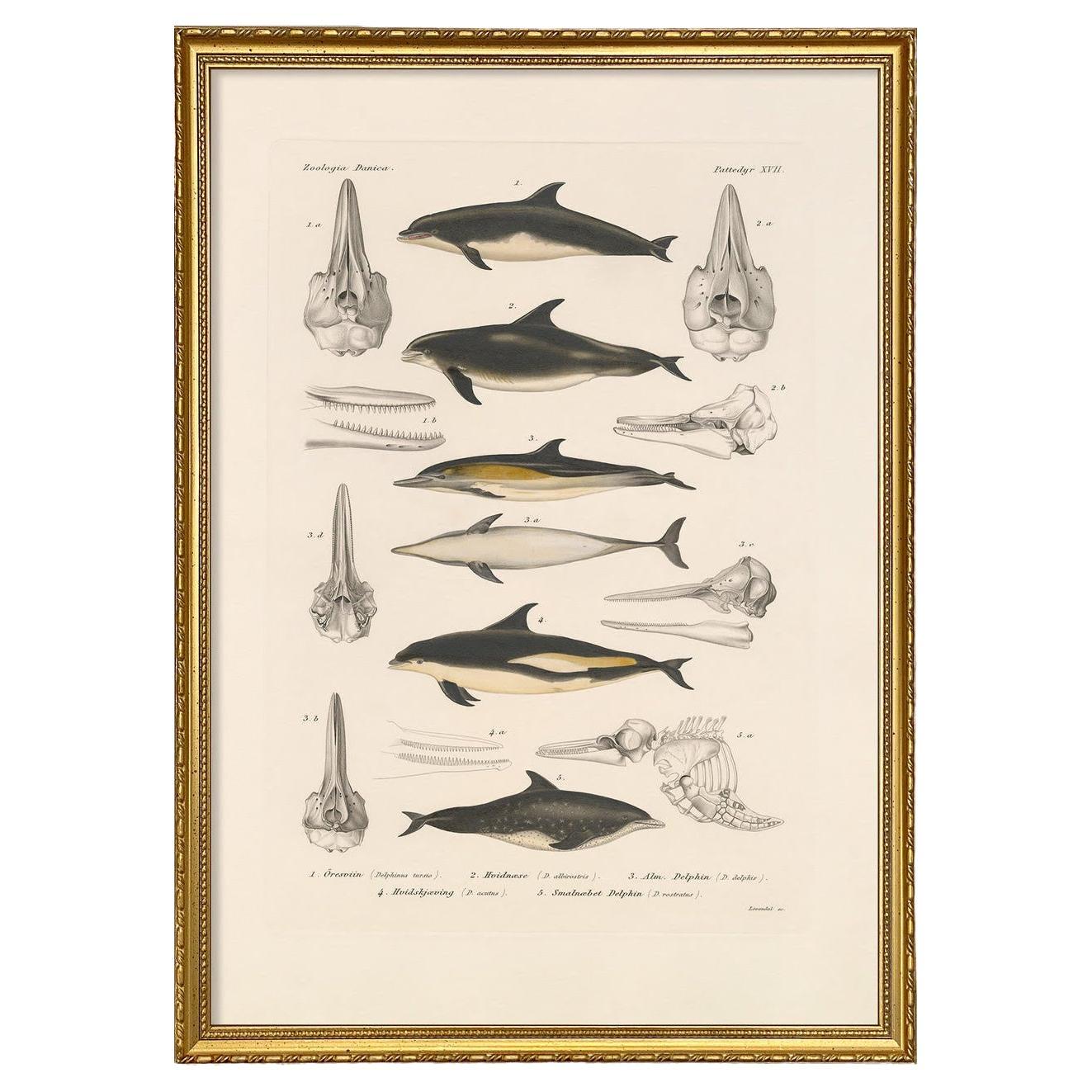 Beautiful Framed Drawing Print of "Pattedyr XVII" For Sale at 1stDibs