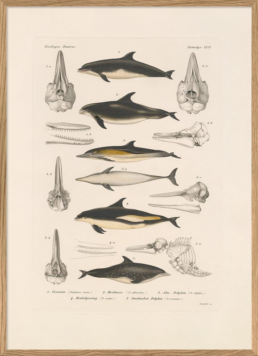 Beautiful Framed Drawing Print of "Pattedyr XVII" For Sale at 1stDibs
