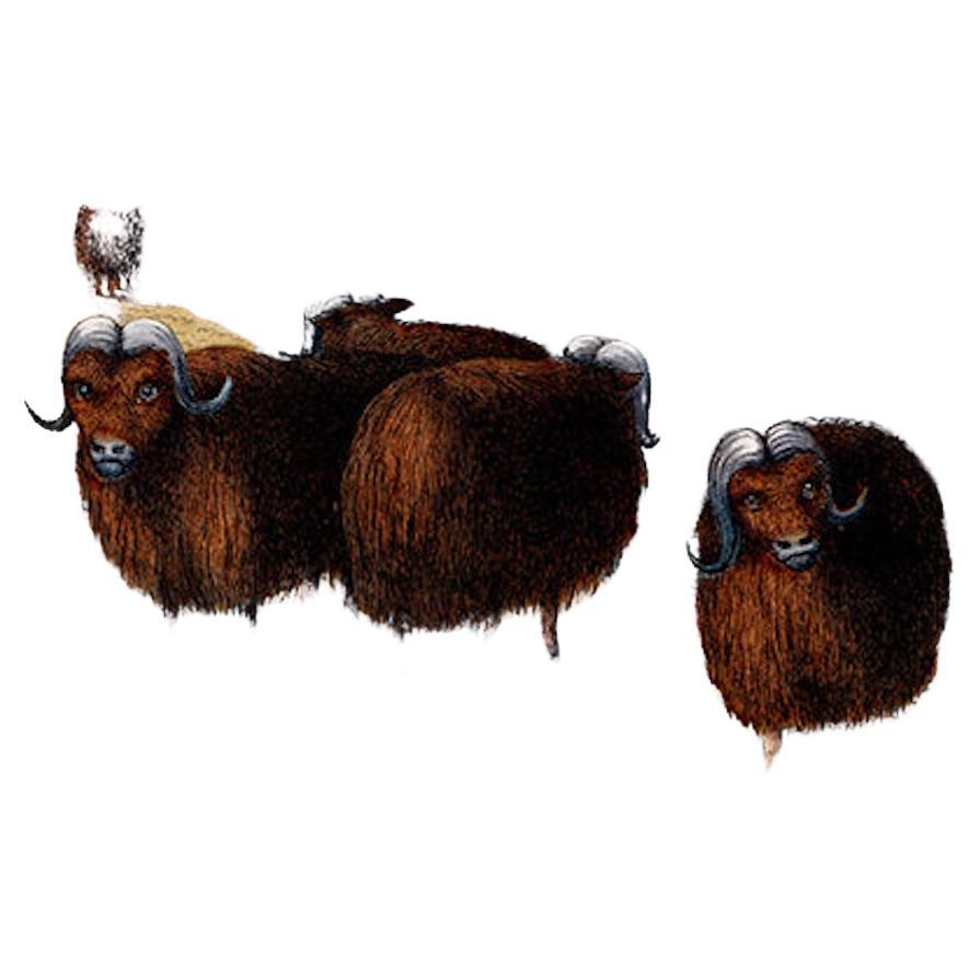 Beautiful Framed Drawing Print of "The muskox" For Sale at 1stDibs