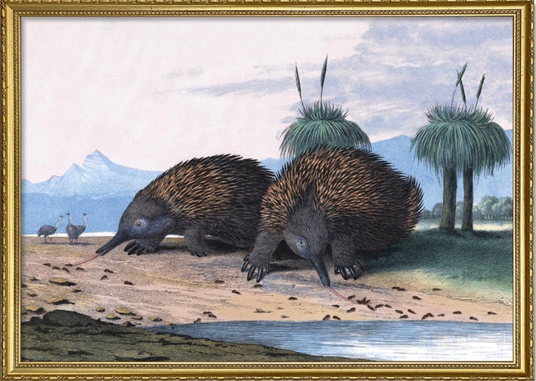 Beautiful Framed Print of "the Echidna" Drawing For Sale at 1stDibs