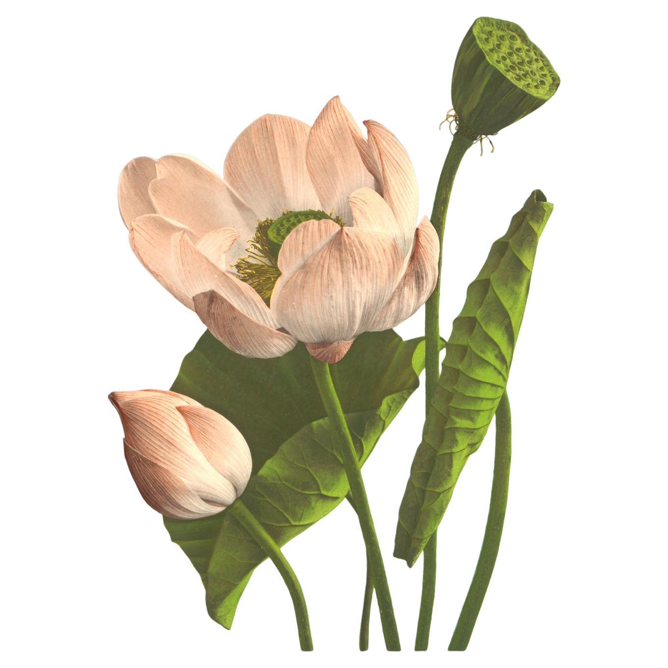 Beautiful Japanese Archival Ink Photo Print, "Lotus" For Sale at 1stDibs