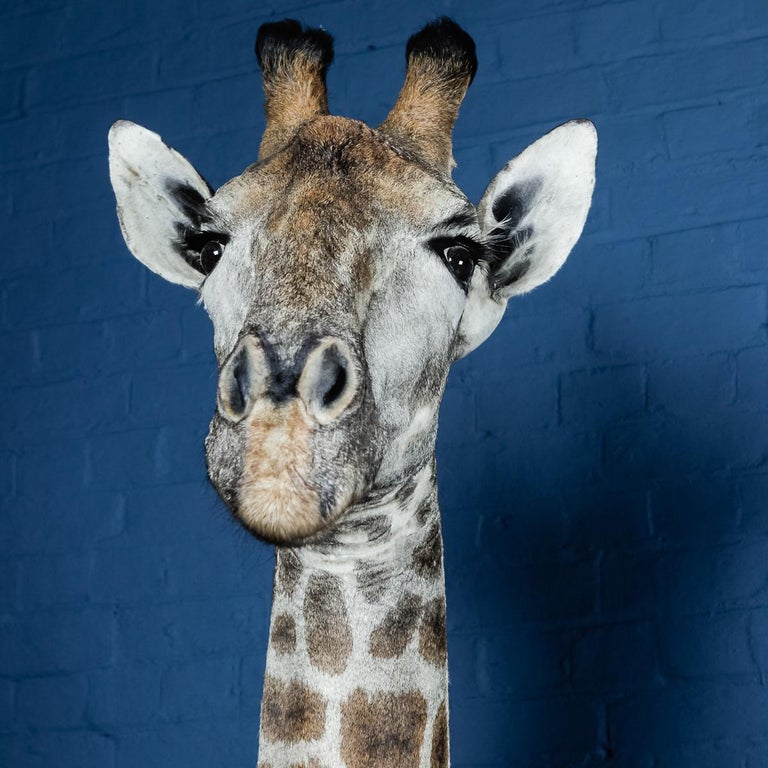 Beautiful Late 20th Century Taxidermy Shoulder Mount Giraffe at 1stDibs ...