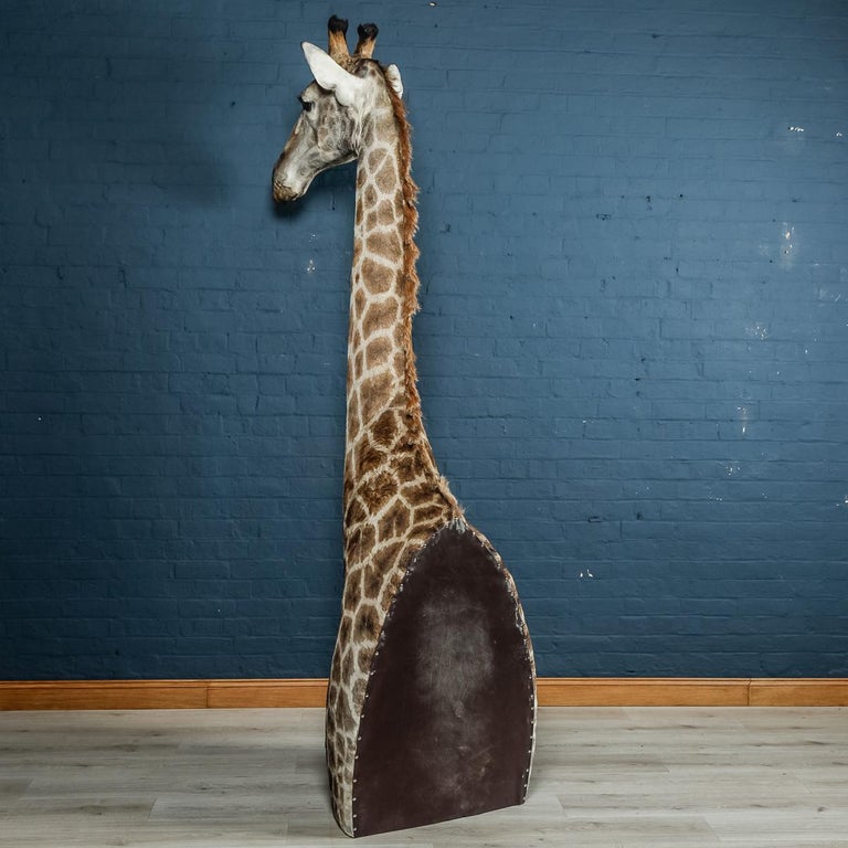 Beautiful Late 20th Century Taxidermy Shoulder Mount Giraffe at 1stDibs ...