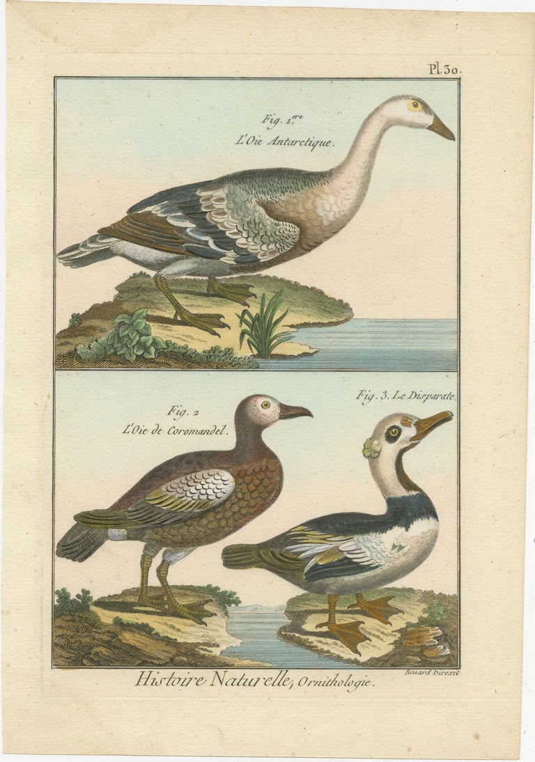 Beautiful, Richly Hand-Colored, Rare Copper Engraving of 3 Geese '1792 ...