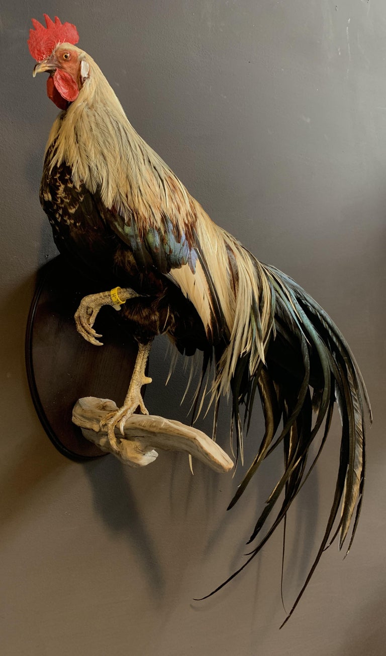Beautiful Taxidermy Onagadorie Rooster For Sale at 1stDibs