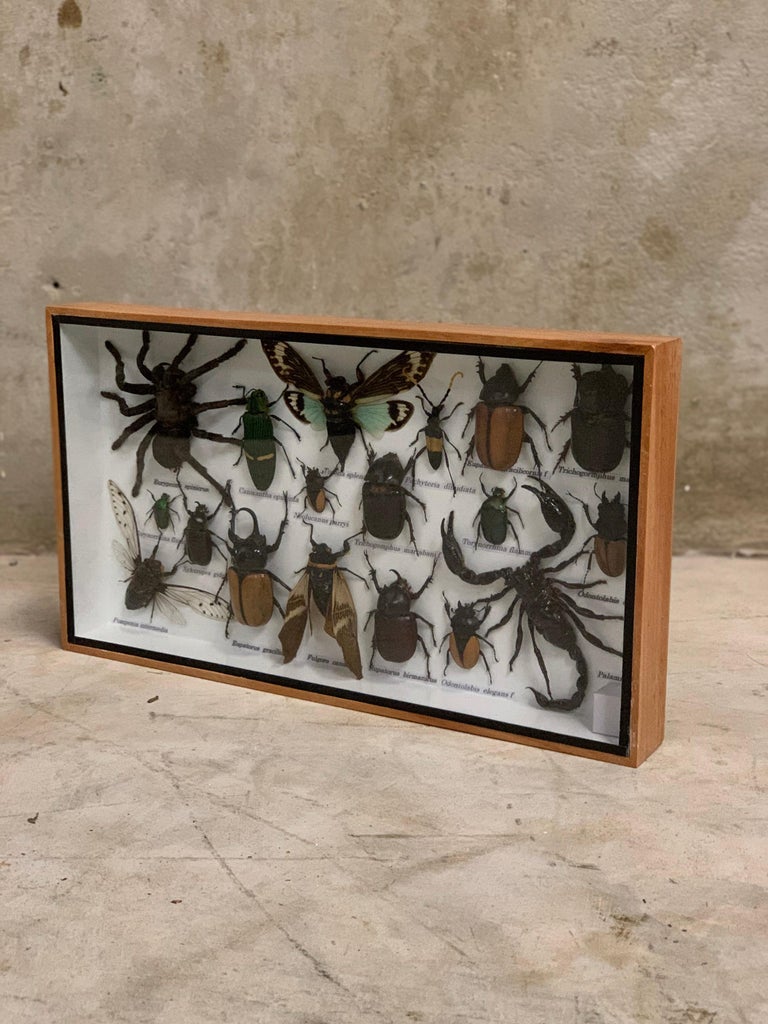 Beautiful Wooden Box or Display Case Full of Exotic Insects, Taxidermy ...
