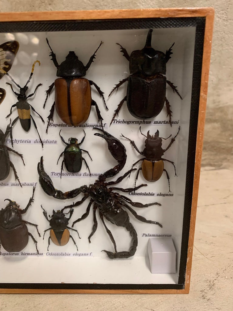 Beautiful Wooden Box or Display Case Full of Exotic Insects, Taxidermy ...