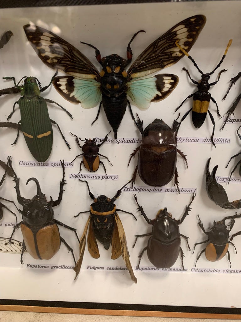 Beautiful Wooden Box or Display Case Full of Exotic Insects, Taxidermy ...