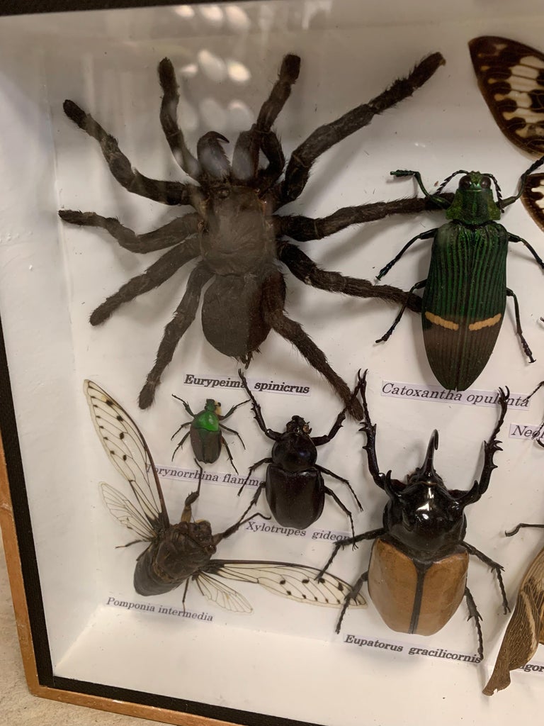 Beautiful Wooden Box or Display Case Full of Exotic Insects, Taxidermy ...