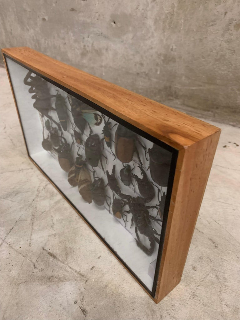 Beautiful Wooden Box or Display Case Full of Exotic Insects, Taxidermy ...