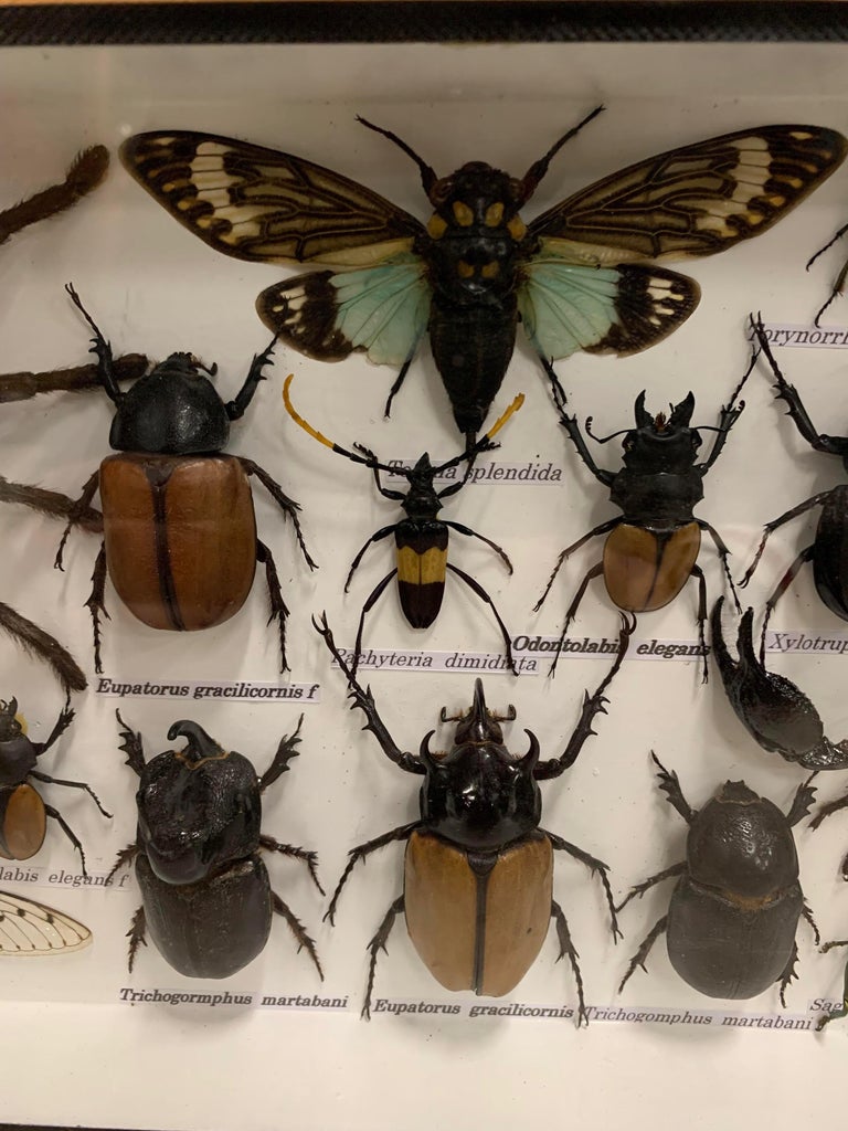 Beautiful Wooden Box or Display Case Full of Exotic Insects, Taxidermy ...