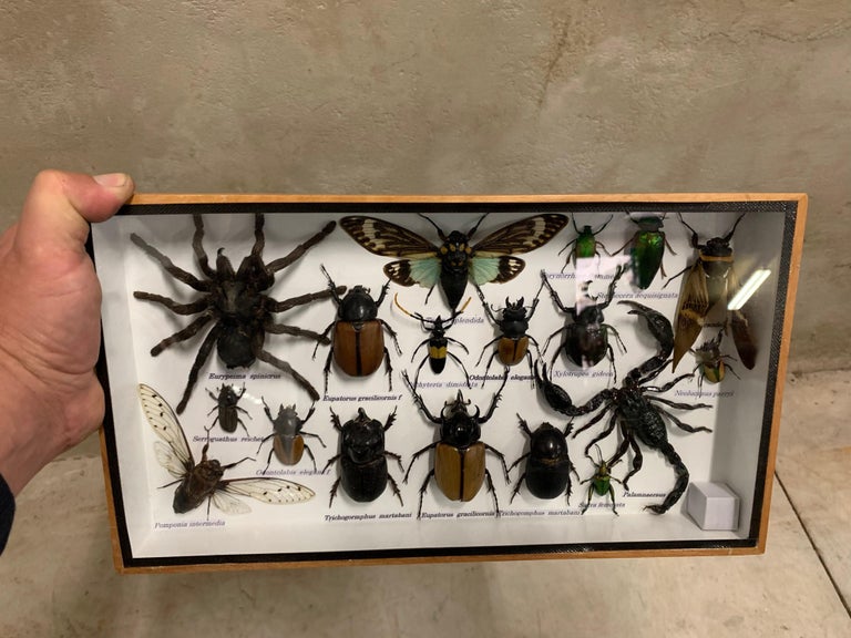Beautiful Wooden Box or Display Case Full of Exotic Insects, Taxidermy ...