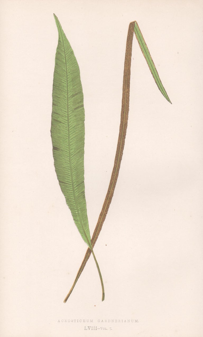 Benjamin Fawcett - Ferns - Acrostichum Gardnerianum, antique fern ...